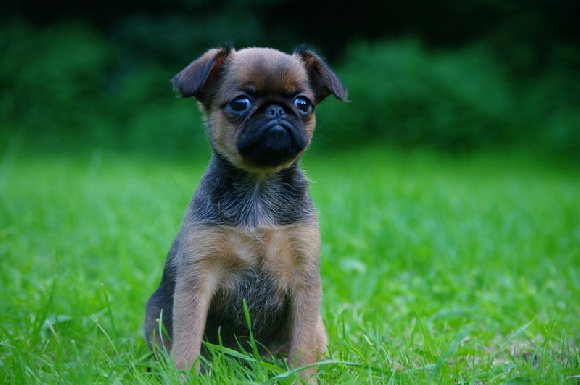 Accueil - Elevage de l'orée des Montagnes Noires - eleveur de chiens ...